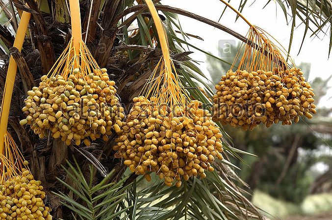 Date Palm Tree In Hindi Food Ideas
