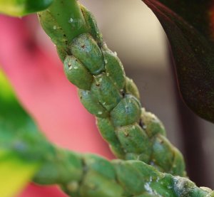 Croton Scale - what's working? | TropiScape.com/Palmpedia