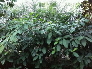 Tabernaemontana pandacaqui | TropiScape.com/Palmpedia