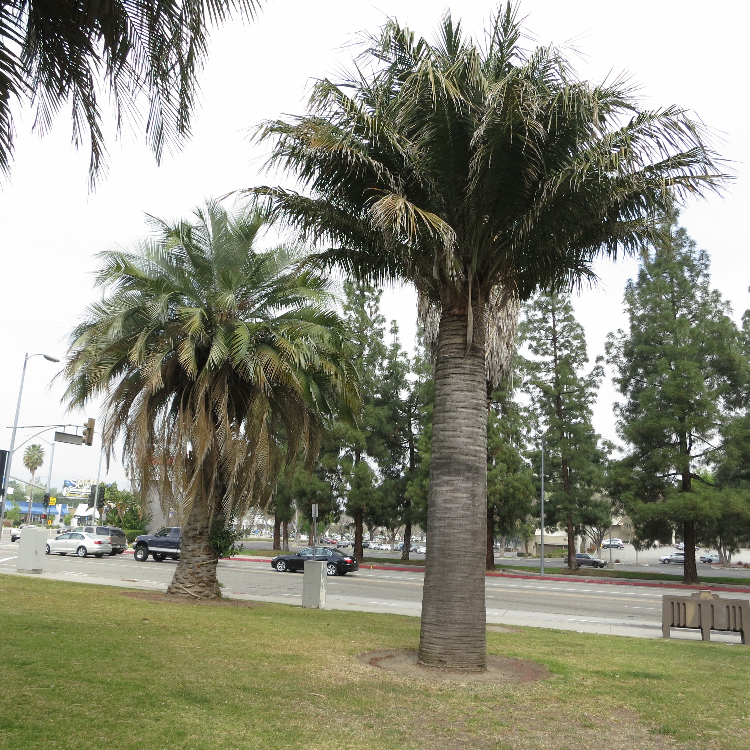 Hey Washington .my palm paradise in progress - COLD HARDY PALMS - PalmTalk