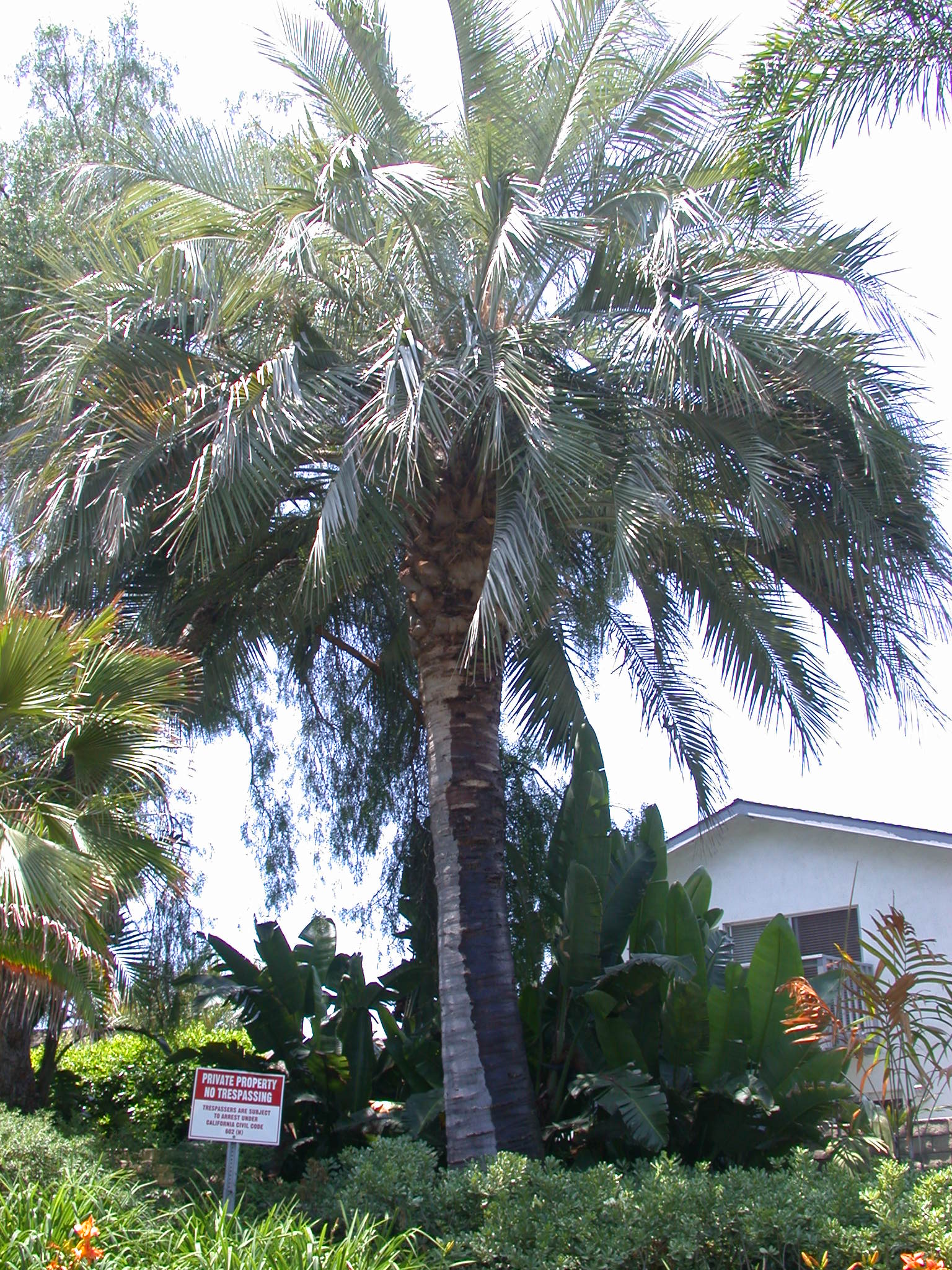 Hey Washington .my palm paradise in progress - COLD HARDY PALMS - PalmTalk