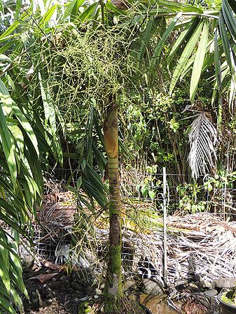 Dypsis rivularis - Palms For California