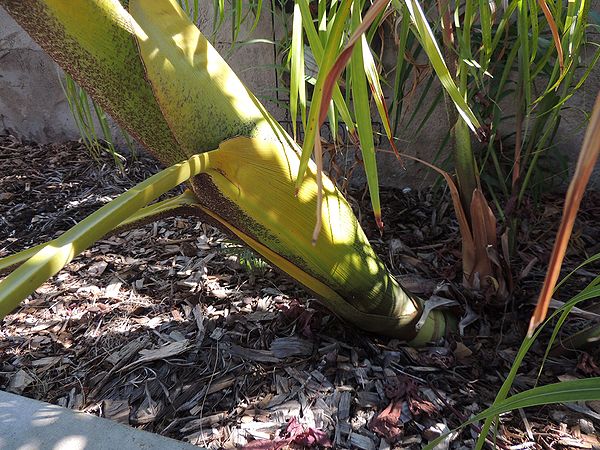 Dypsis heteromorpha - Palms For California