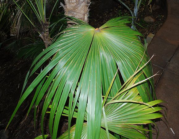 Coccothrinax proctorii - Palms For California