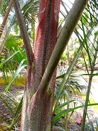Dypsis heteromorpha - Palms For California