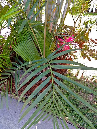 Cyphophoenix alba - Palms For California