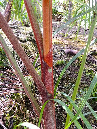 Dypsis heteromorpha - Palms For California