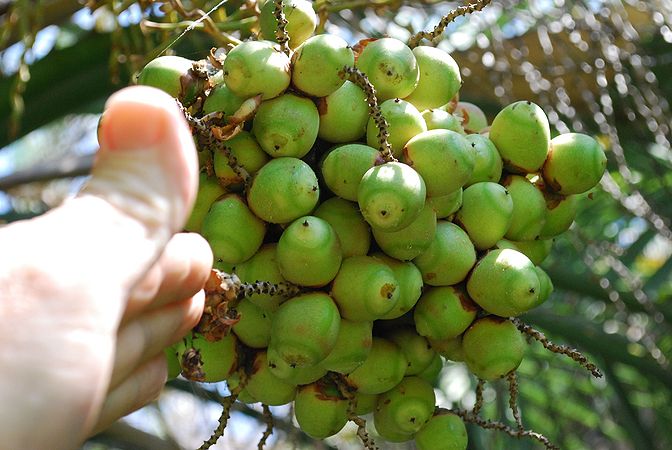 Butia odorata - Palms For California