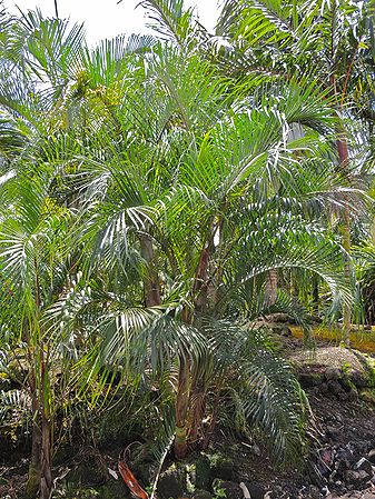 Dypsis heteromorpha - Palms For California
