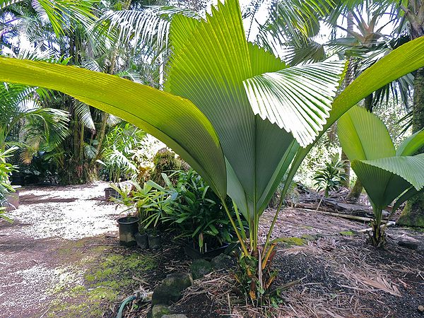 Johannesteijmannia magnifica - Palms For California