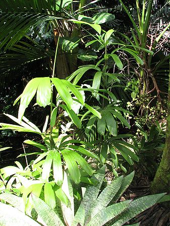 Calamus caryotoides - Palms For California