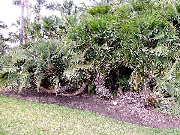 Chamaerops humilis - Palms For California