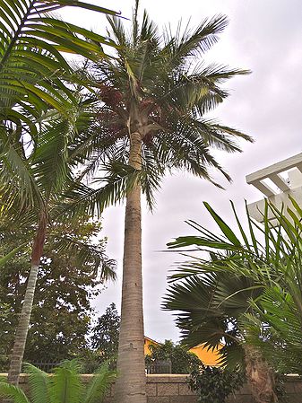 Ravenea rivularis - Palms For California