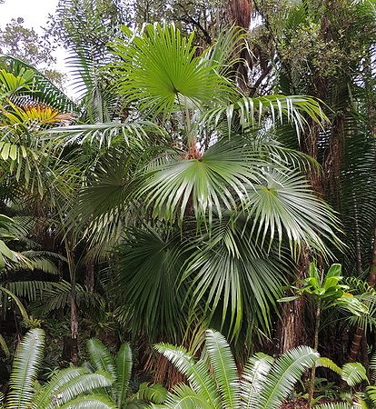 Coccothrinax crinita - Palms For California