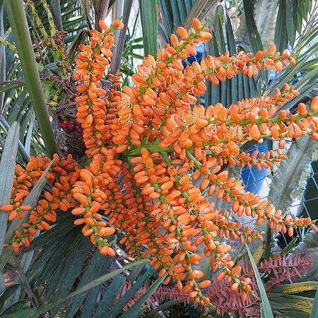 Arenga engleri - Palms For California