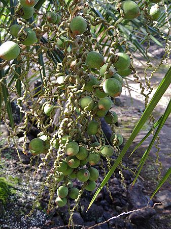 Syagrus ruschiana - Palms For California