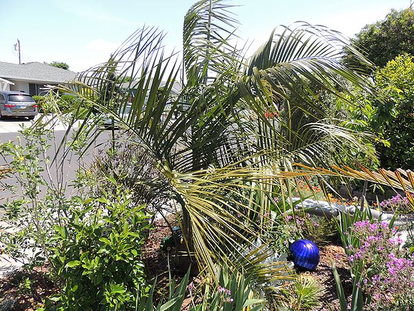 Butia x Syagrus - Palms For California