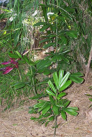 Calamus caryotoides - Palms For California