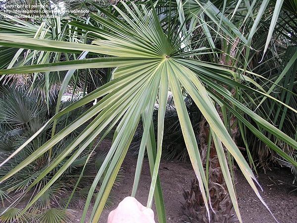 Livistona nitida - Palms For California