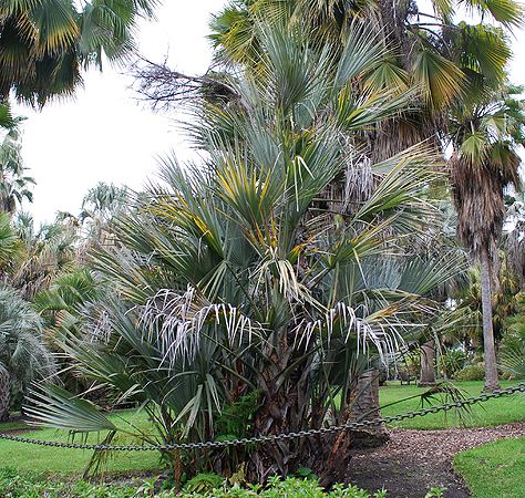 Nannorrhops ritchiana - Palms For California
