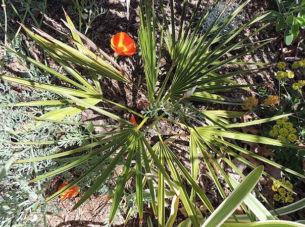 Trachycarpus nanus - Palms For California