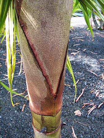 Dypsis rivularis - Palms For California