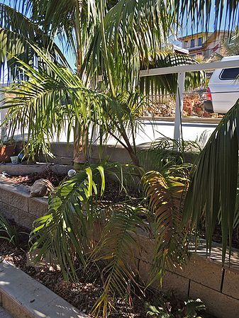 Dypsis heteromorpha - Palms For California