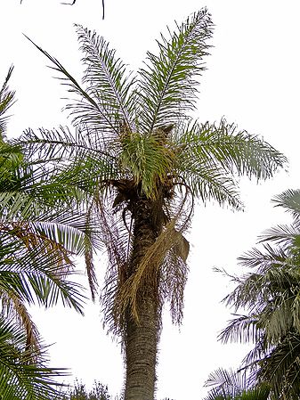 Acrocomia totai - Palms For California