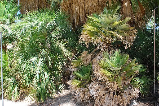 Chamaerops humilis - Palms For California