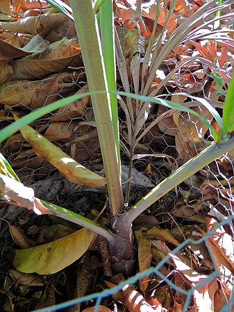 Cyphophoenix alba - Palms For California