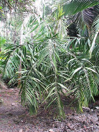 Dypsis rivularis - Palms For California