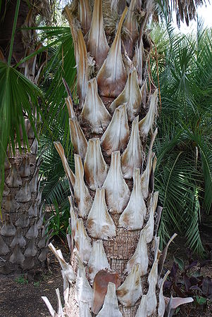 Livistona nitida - Palms For California