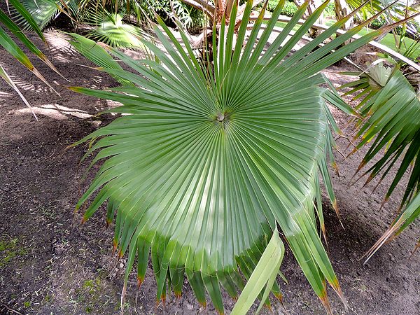 Brahea pimo - Palms For California