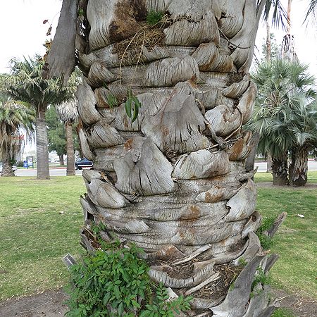 Butia x Jubaea - Palms For California