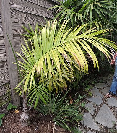 Gaussia maya - Palms For California