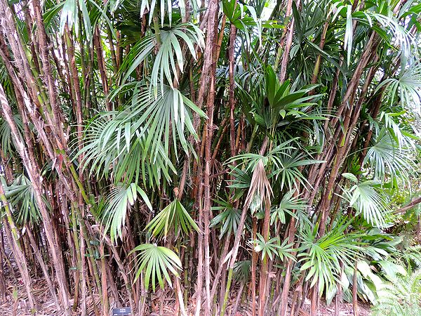Rhapis humilis - Palms For California