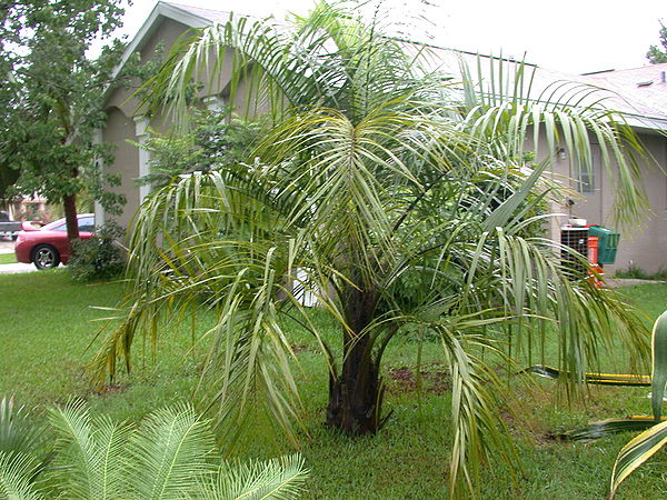 Butia x Syagrus - Palms For California