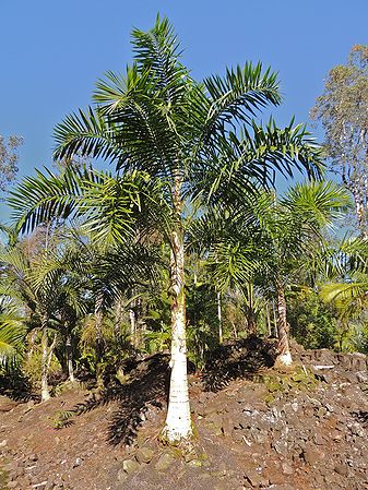 Syagrus pseudococos - Palms For California