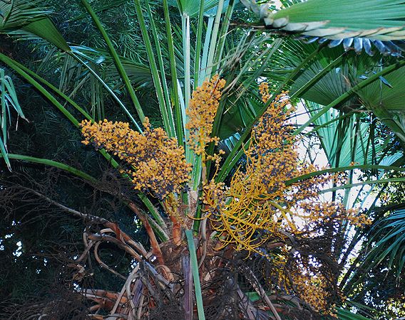 Trachycarpus martianus - Palms For California