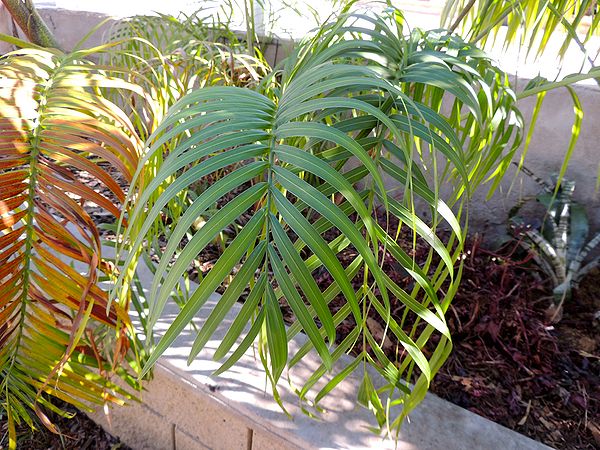Dypsis heteromorpha - Palms For California