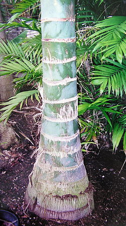 Howea forsteriana - Palms For California