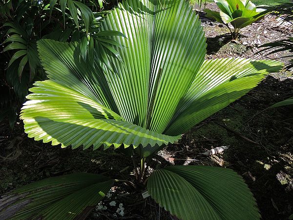 Johannesteijmannia magnifica - Palms For California