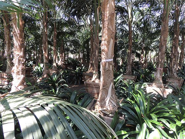 Howea forsteriana - Palms For California