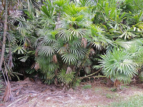 Rhapis humilis - Palms For California