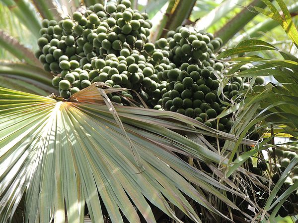 Brahea brandegeei - Palms For California