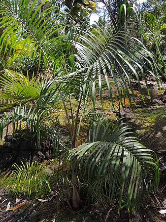 Dypsis heteromorpha - Palms For California