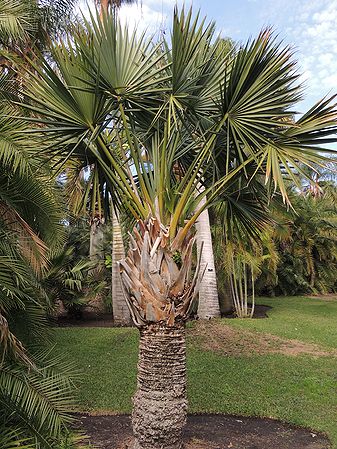 Sabal minor - Palms For California