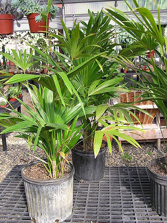 Thrinax radiata - Palms For California