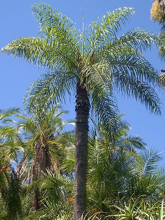 Acrocomia totai - Palms For California