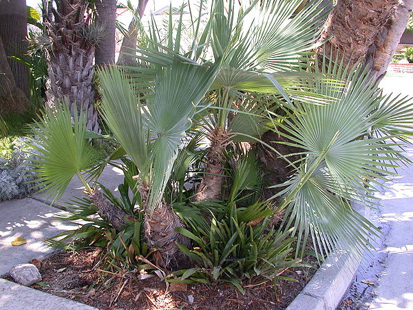 Brahea dulcis - Palms For California